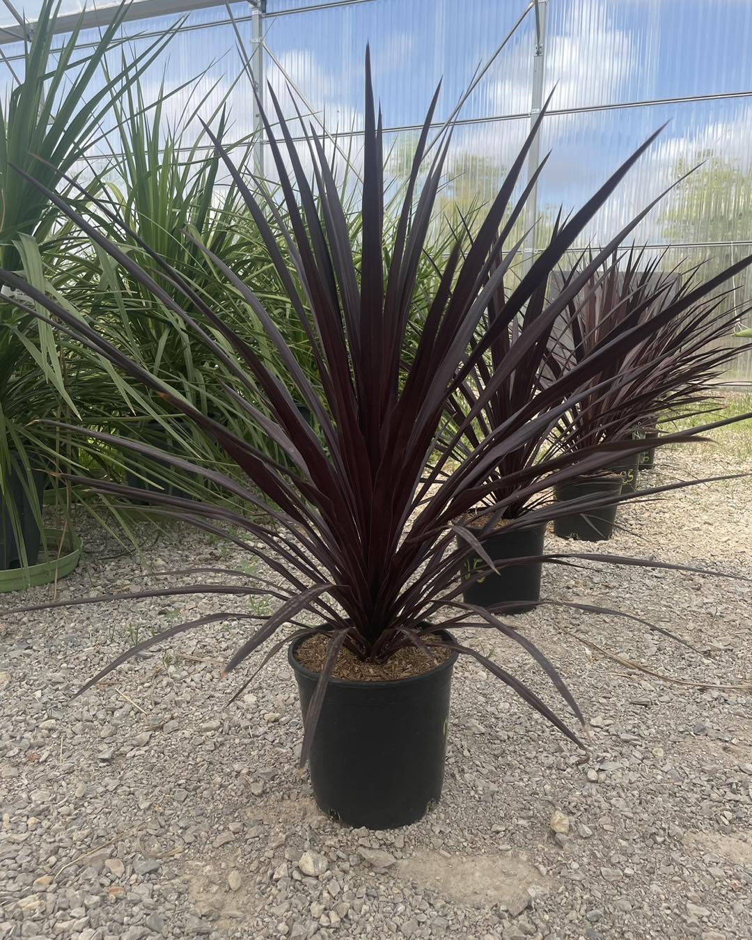 Cordyline Pourpre "Red Star" - ARBRES & PLANTES 34